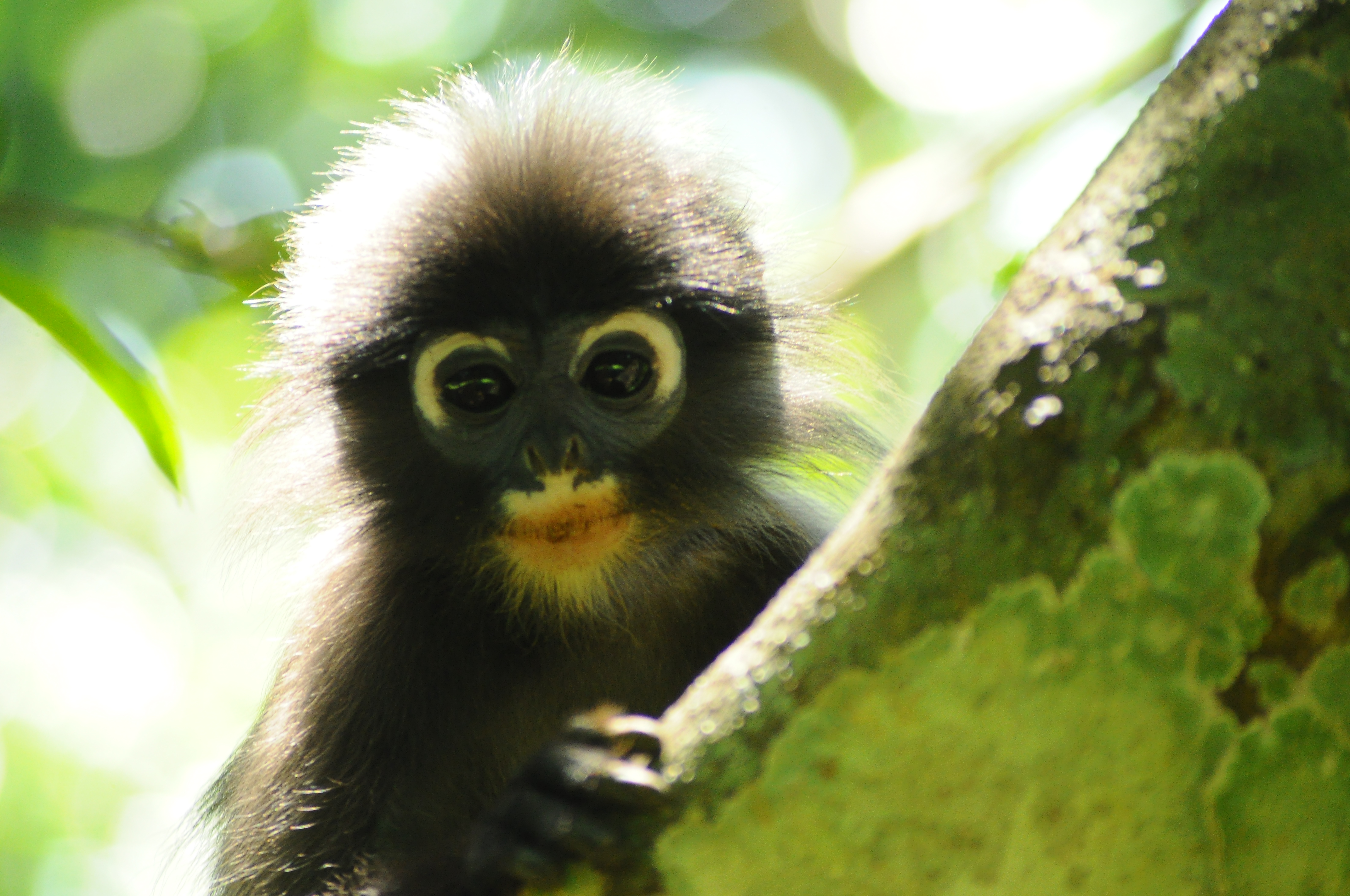 The world’s newest monkey species was found in a lab, not on an ...