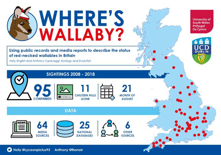 Where’s Wallaby? Research reveals how wild wallabies are thriving in ...