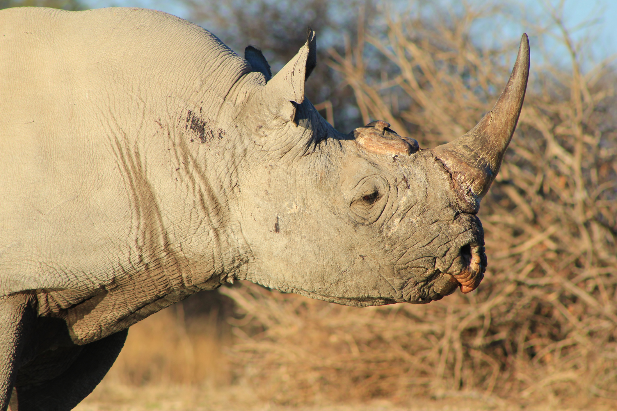 World Wildlife Day 2023: Extensive evidence on how brutal wildlife ...